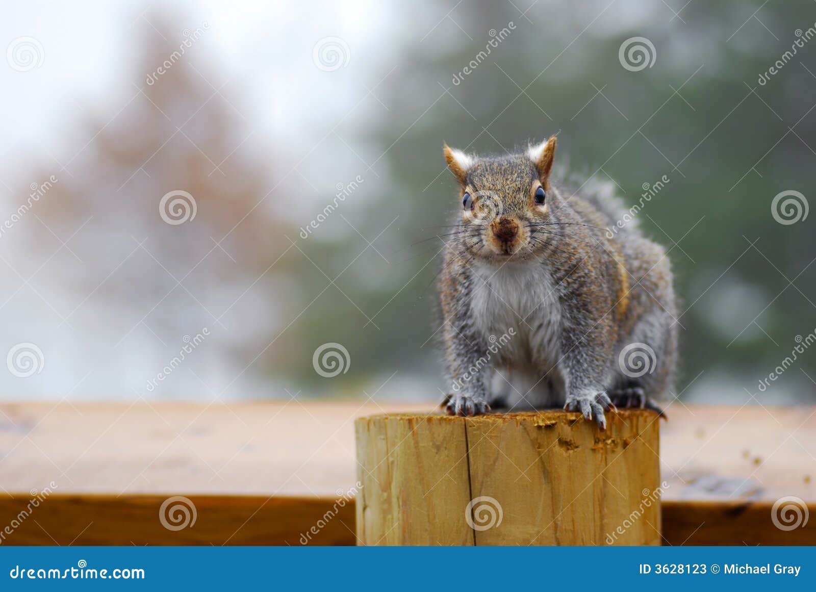 Grey Squirrel stock image. Image of wild, squirrel, cute - 3628123