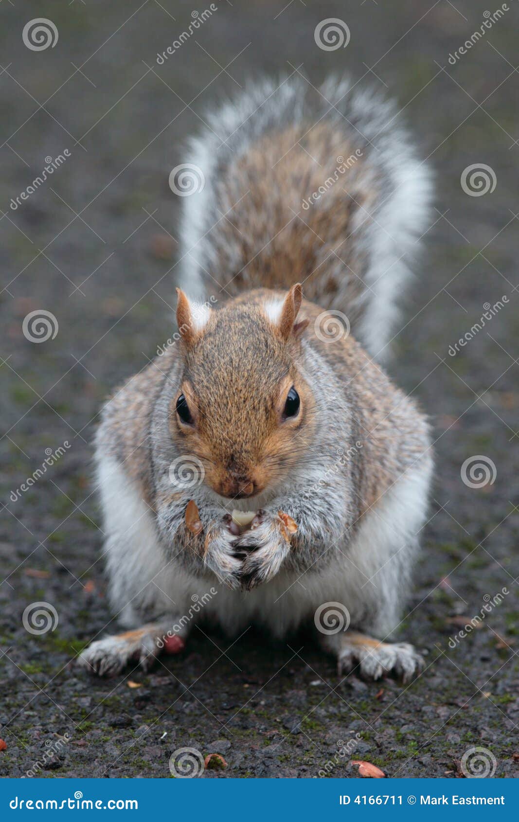 Grey Squirrel stock image. Image of wildlife, cute, wild - 4166711