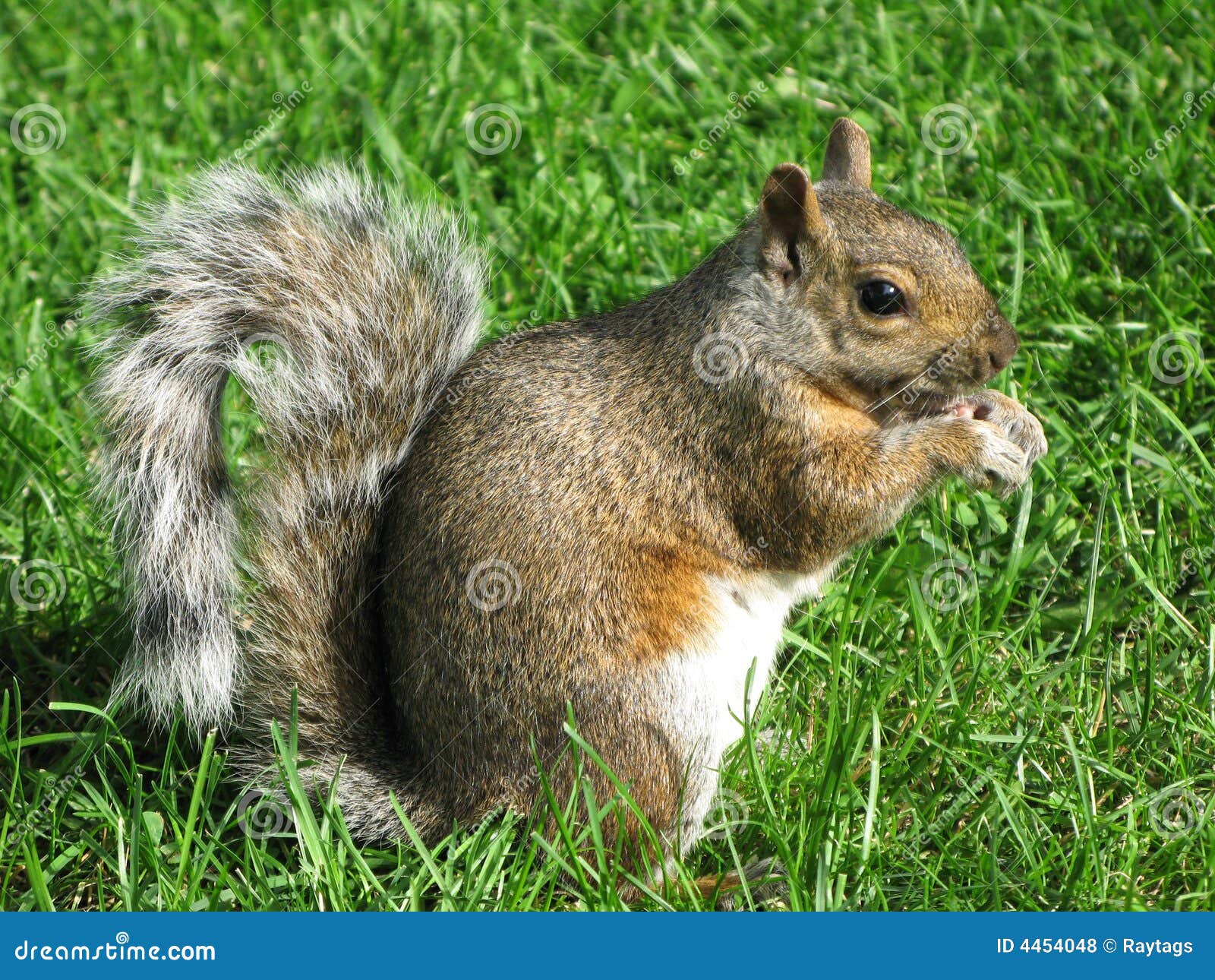 Grey Squirrel stock photo. Image of color, mammal, rodents - 4454048
