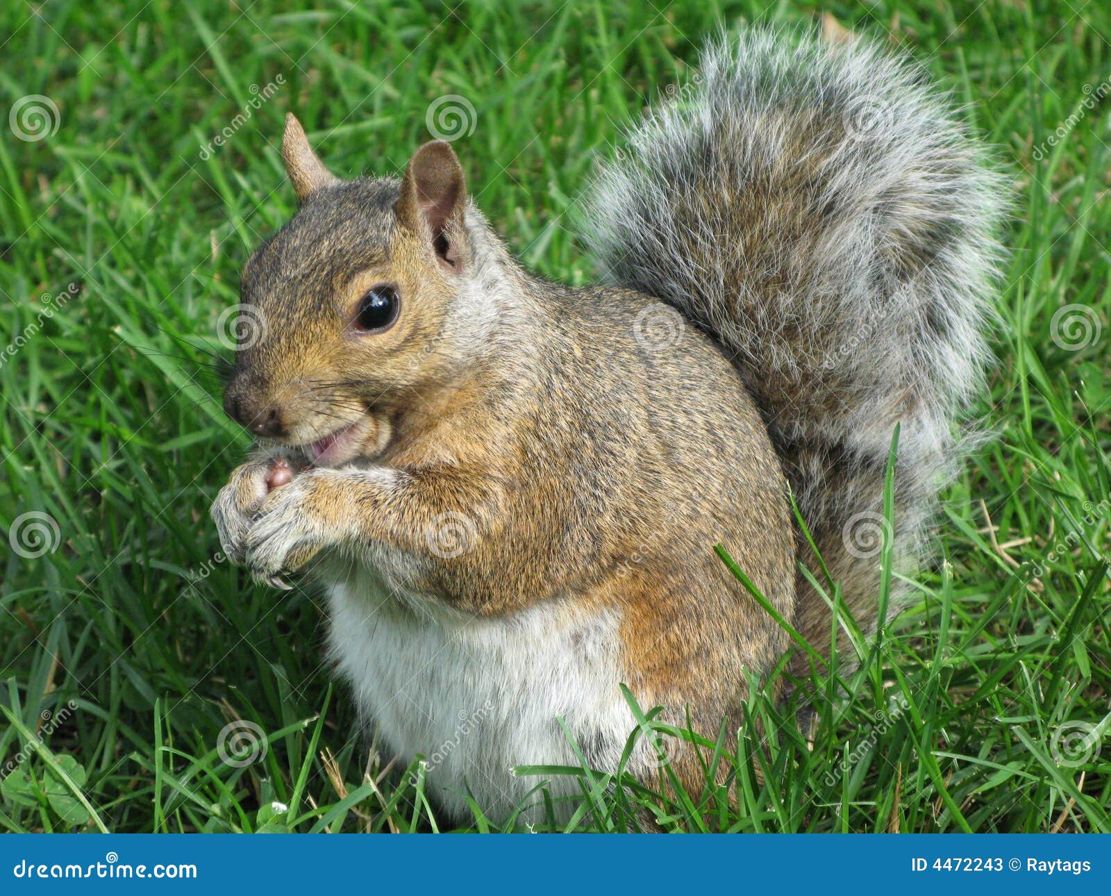 Grey Squirrel stock image. Image of wildlife, squirrel - 4472243