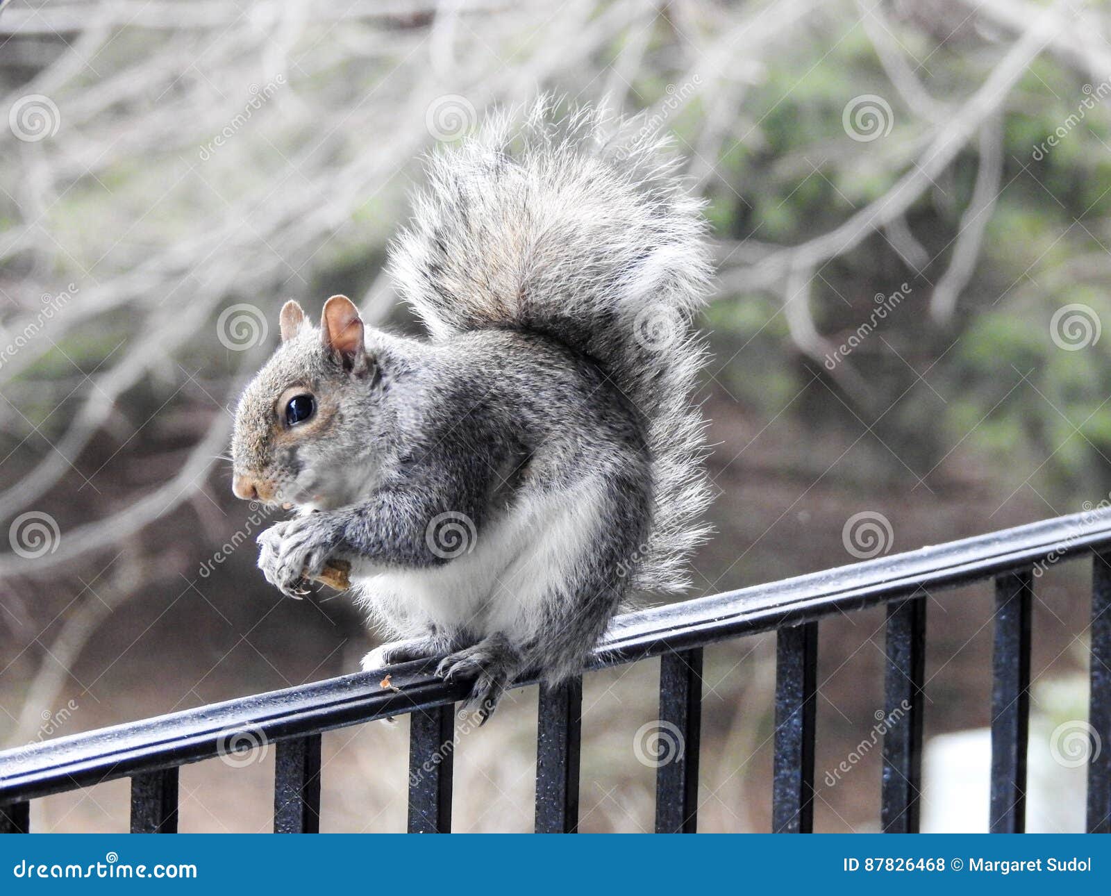 Closeup of Grey Squirrel Balancing on Deck Rail Stock Photo - Image of ...