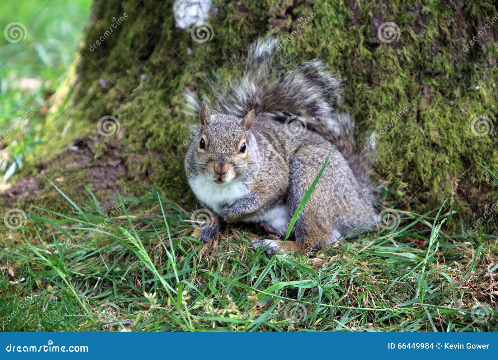 Grey Squirrel in BC stock photo. Image of buzz, looking - 66449984