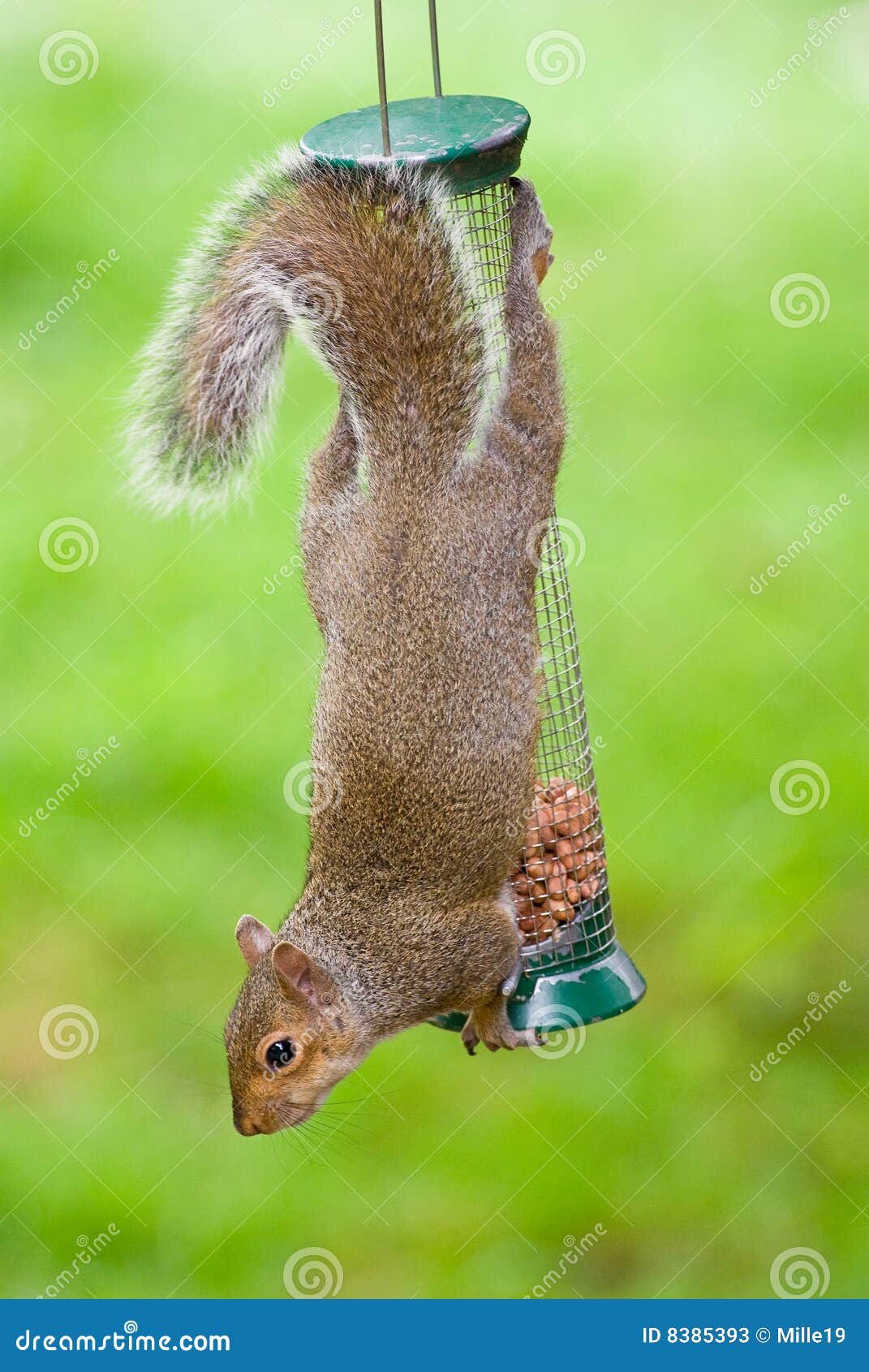 Grey Squirrel on Bird Feeder Stock Image - Image of snout, invasive ...