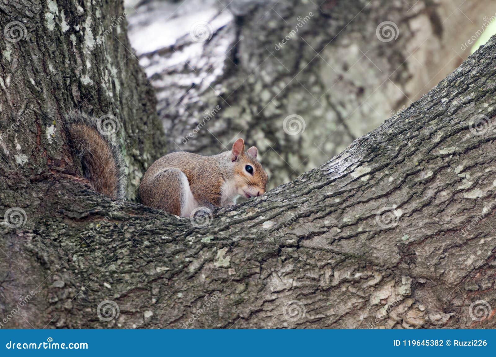 A Grey Squirrel in the Branches of a Oak Tree Stock Photo - Image of ...
