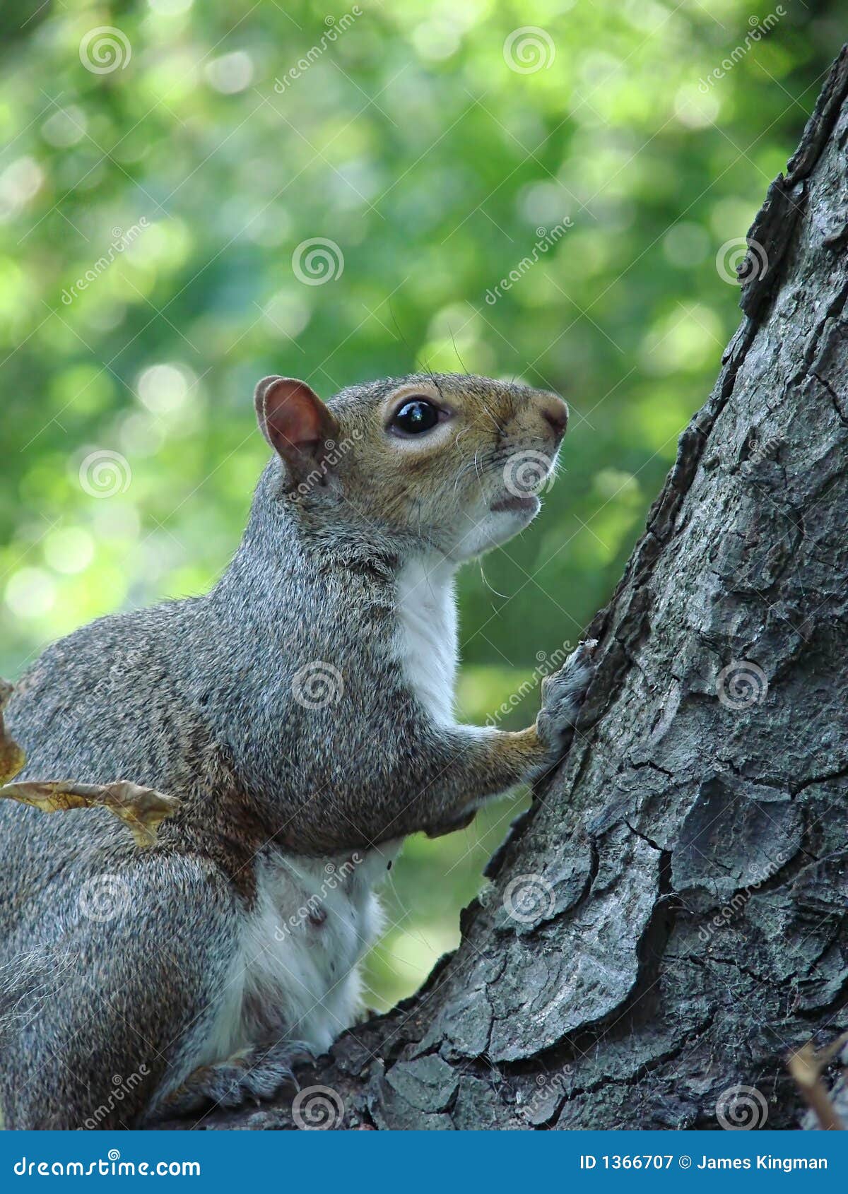 Grey Squirrel Climbing a Tree Stock Image - Image of grey, climbing ...