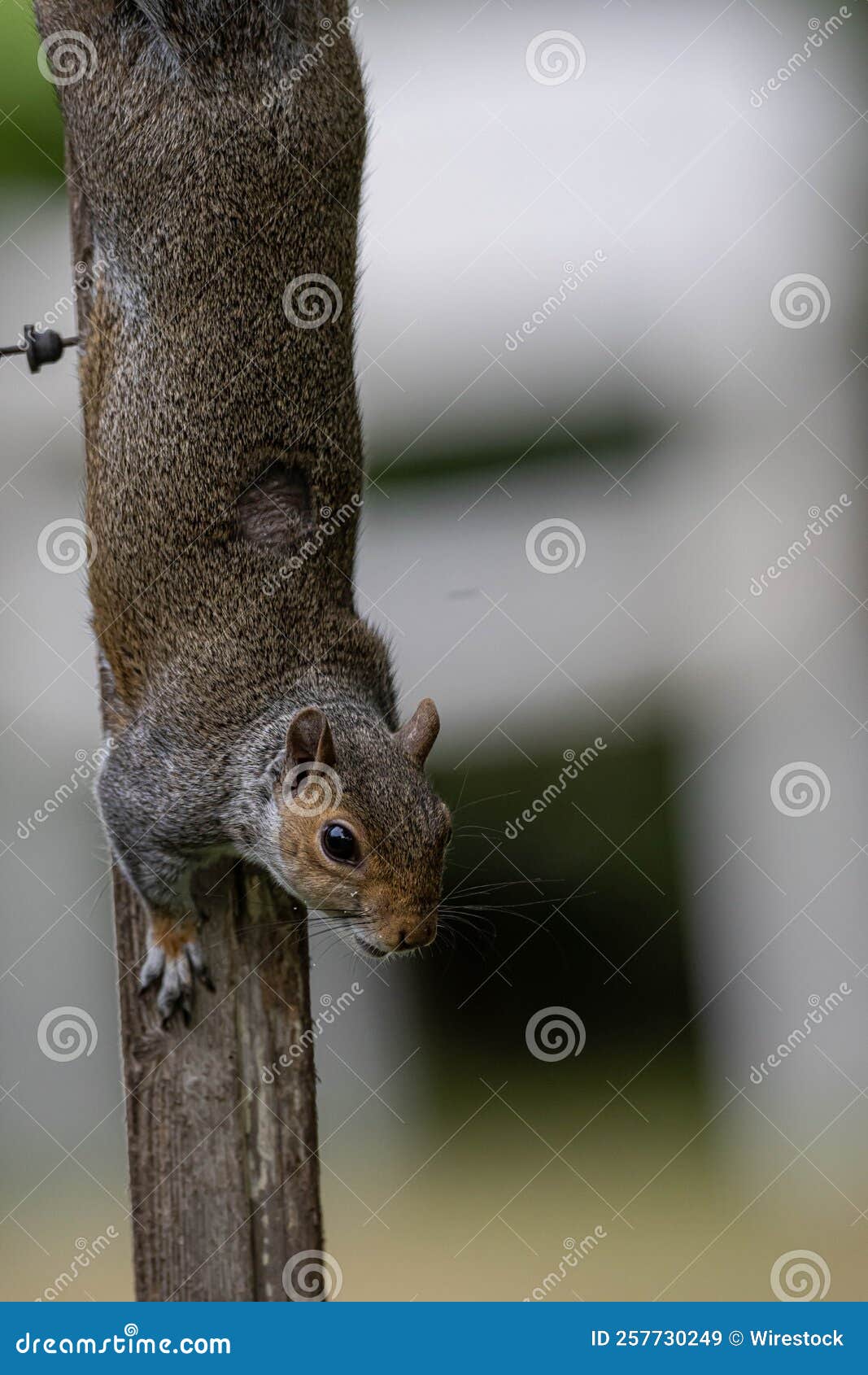 Grey Squirrel Climbing on the Tree Stock Image - Image of grey, park ...