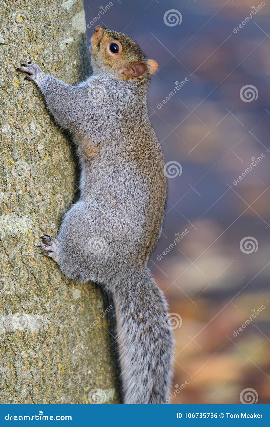 Grey Squirrel Climbing Up a Tree Stock Photo - Image of animal ...