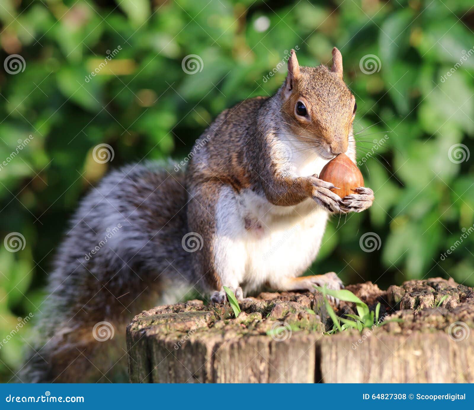 Grey Squirrel stock photo. Image of fluffy, sciurus, tree - 64827308