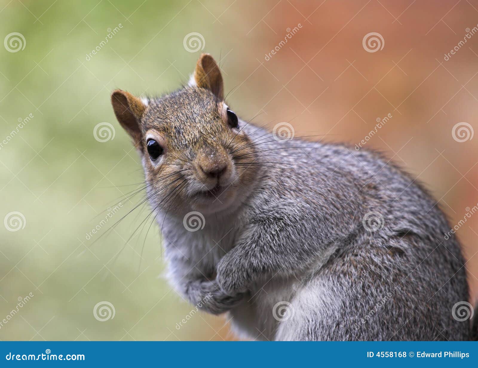 Grey Squirrel Closeup stock photo. Image of outdoors, mammal - 4558168