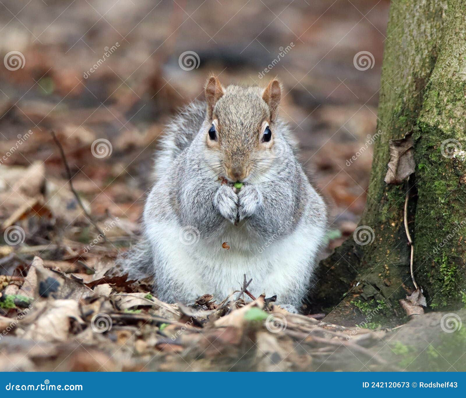 Grey Squirrel Eating while Facing Camera Stock Image - Image of sciurus ...