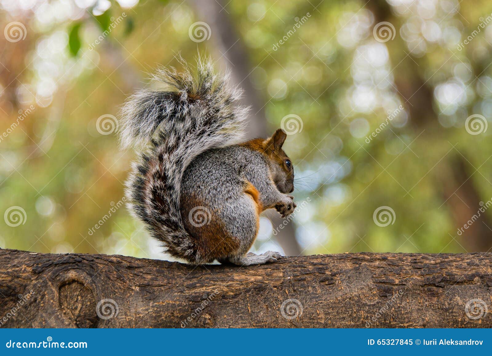 Grey squirrel eating nut stock image. Image of nature - 65327845