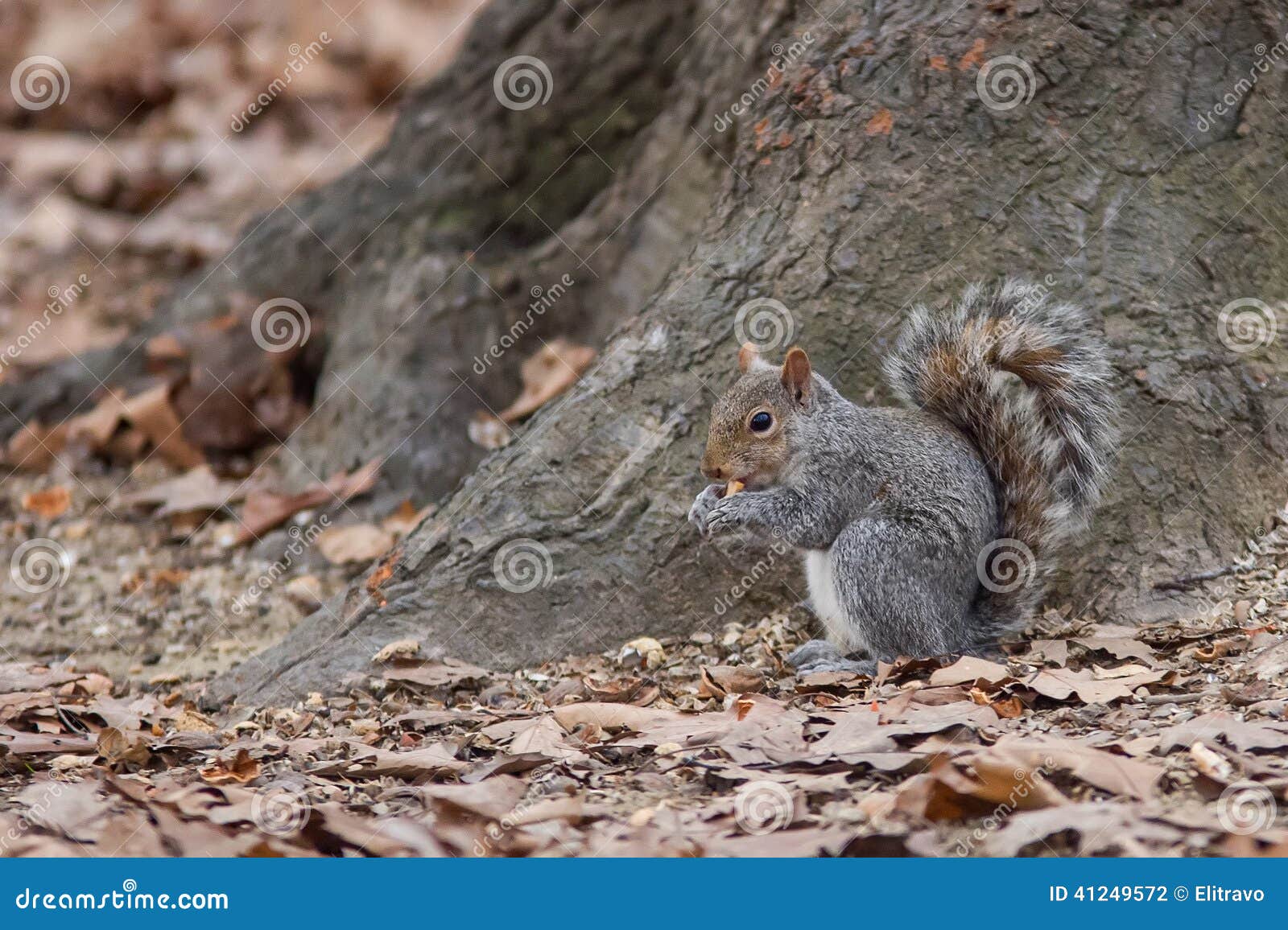 Grey squirrel eating nut stock photo. Image of cute, animal - 41249572