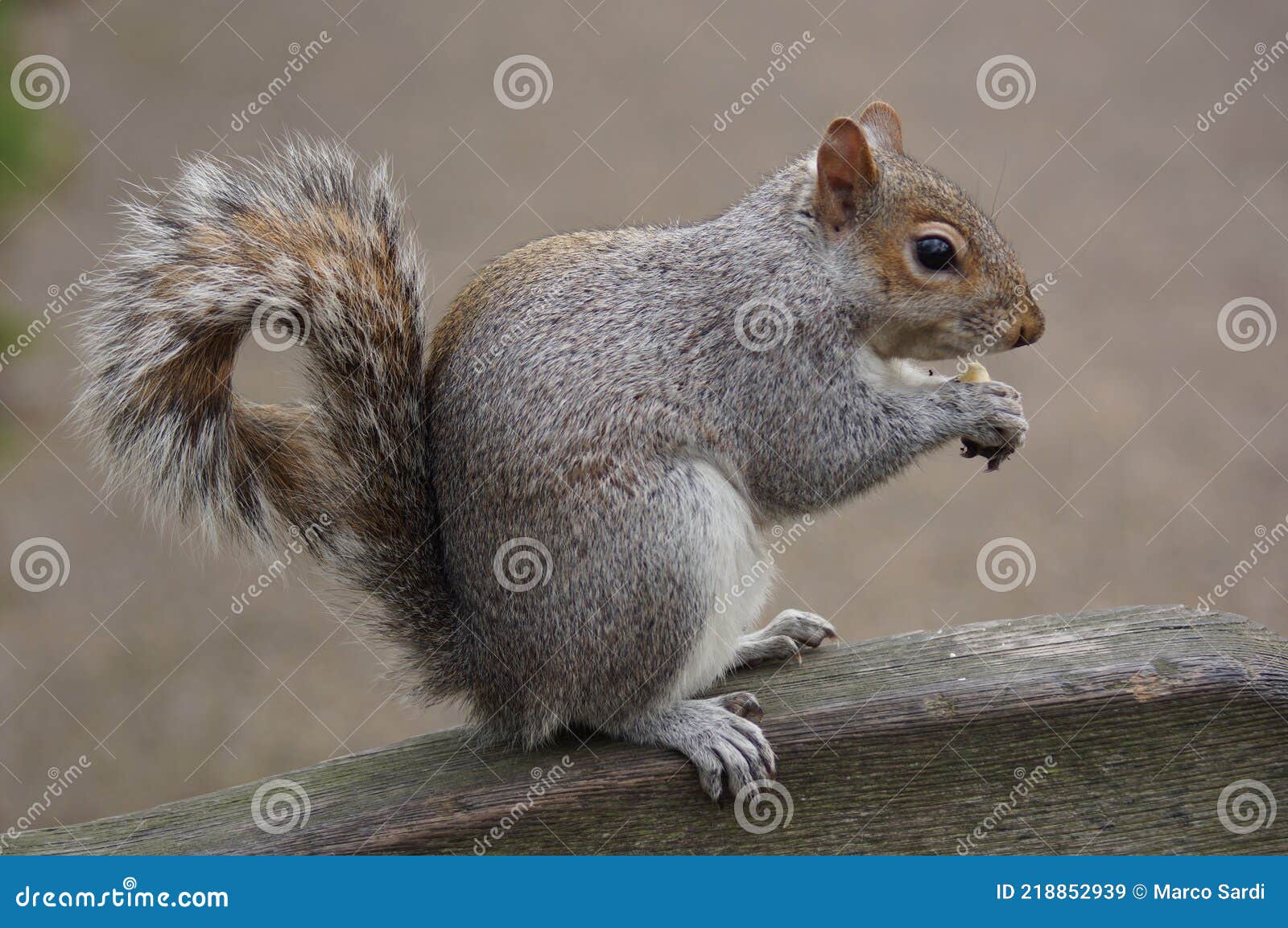 A Squirrel Eating a Nut, Seating on a Bench in London, UK Stock Image ...