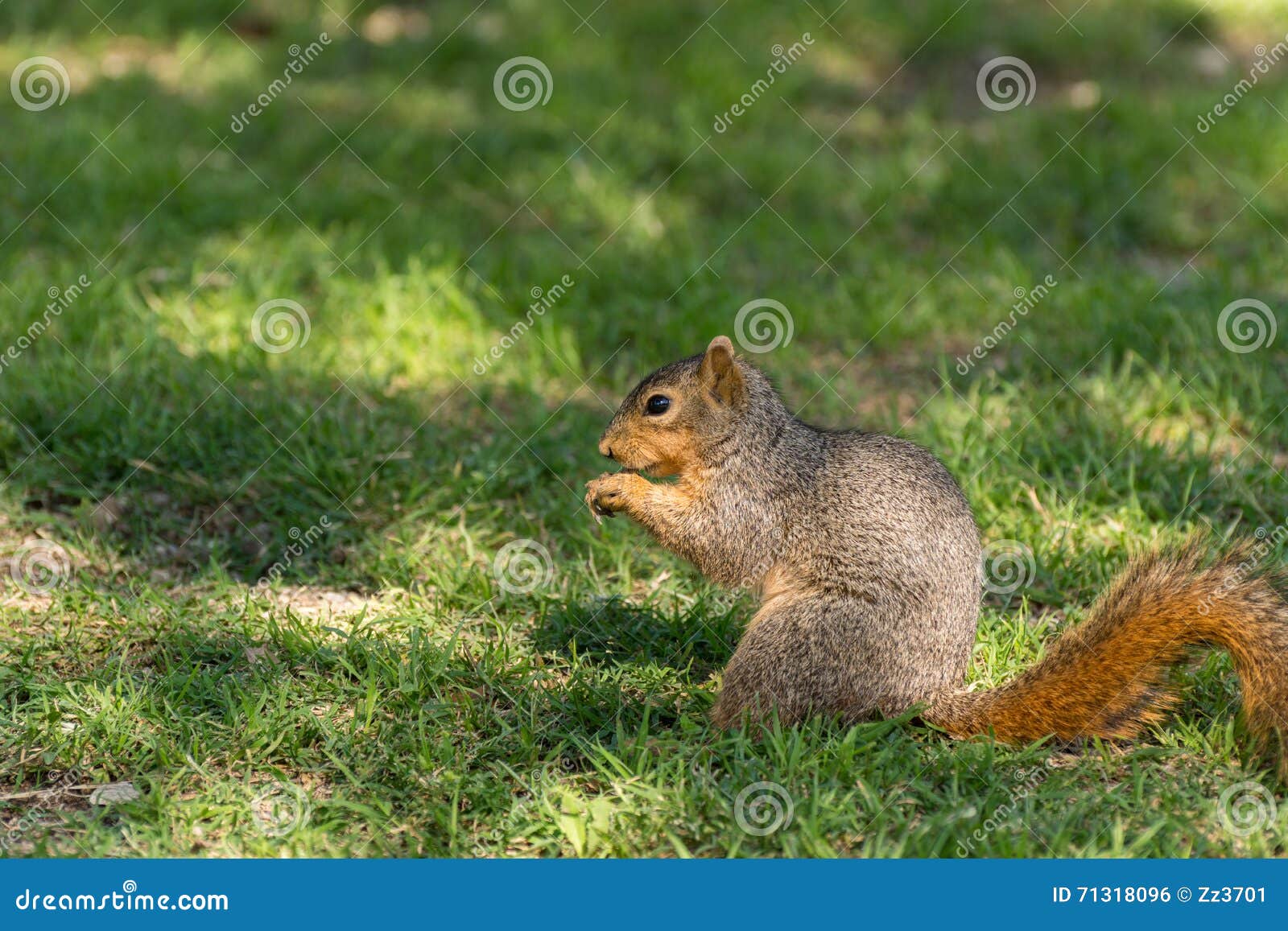 Grey squirrel eating nuts stock photo. Image of fauna - 71318096