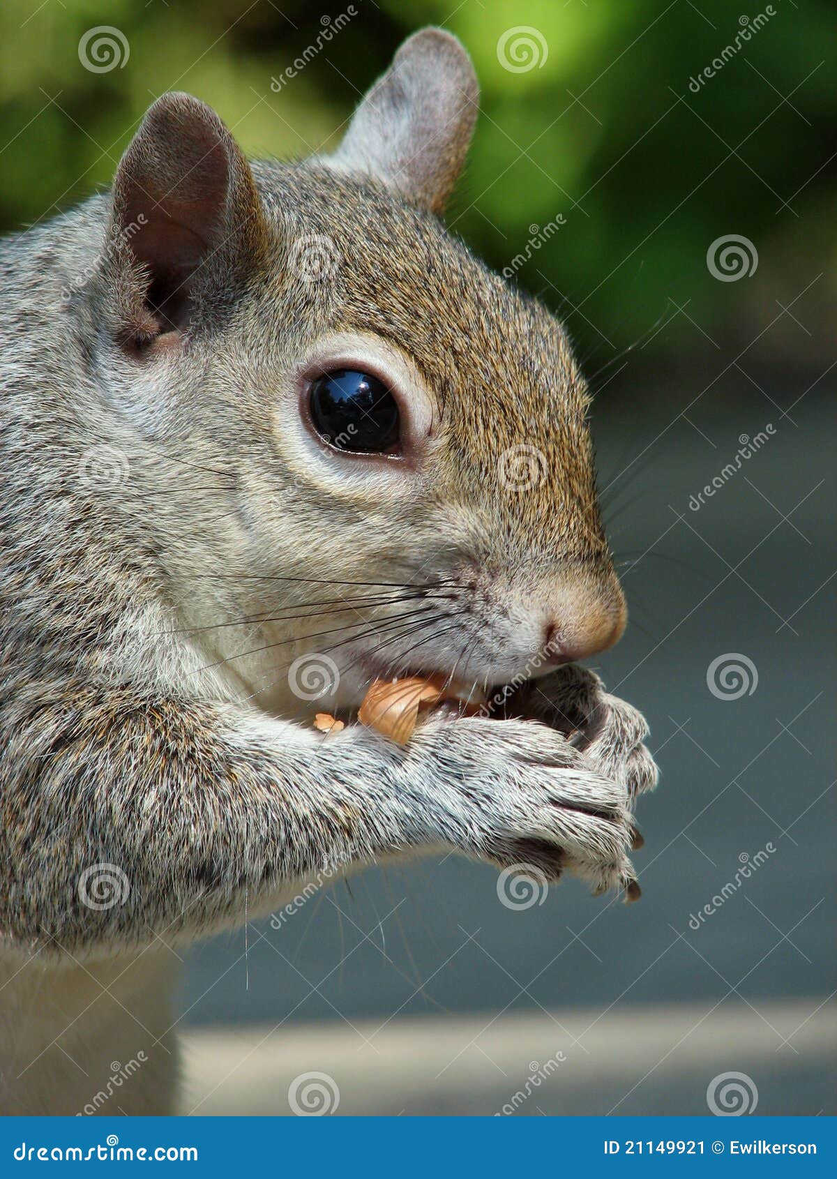 Grey Squirrel Eating a Peanut Stock Image - Image of whiskers, squirrel ...
