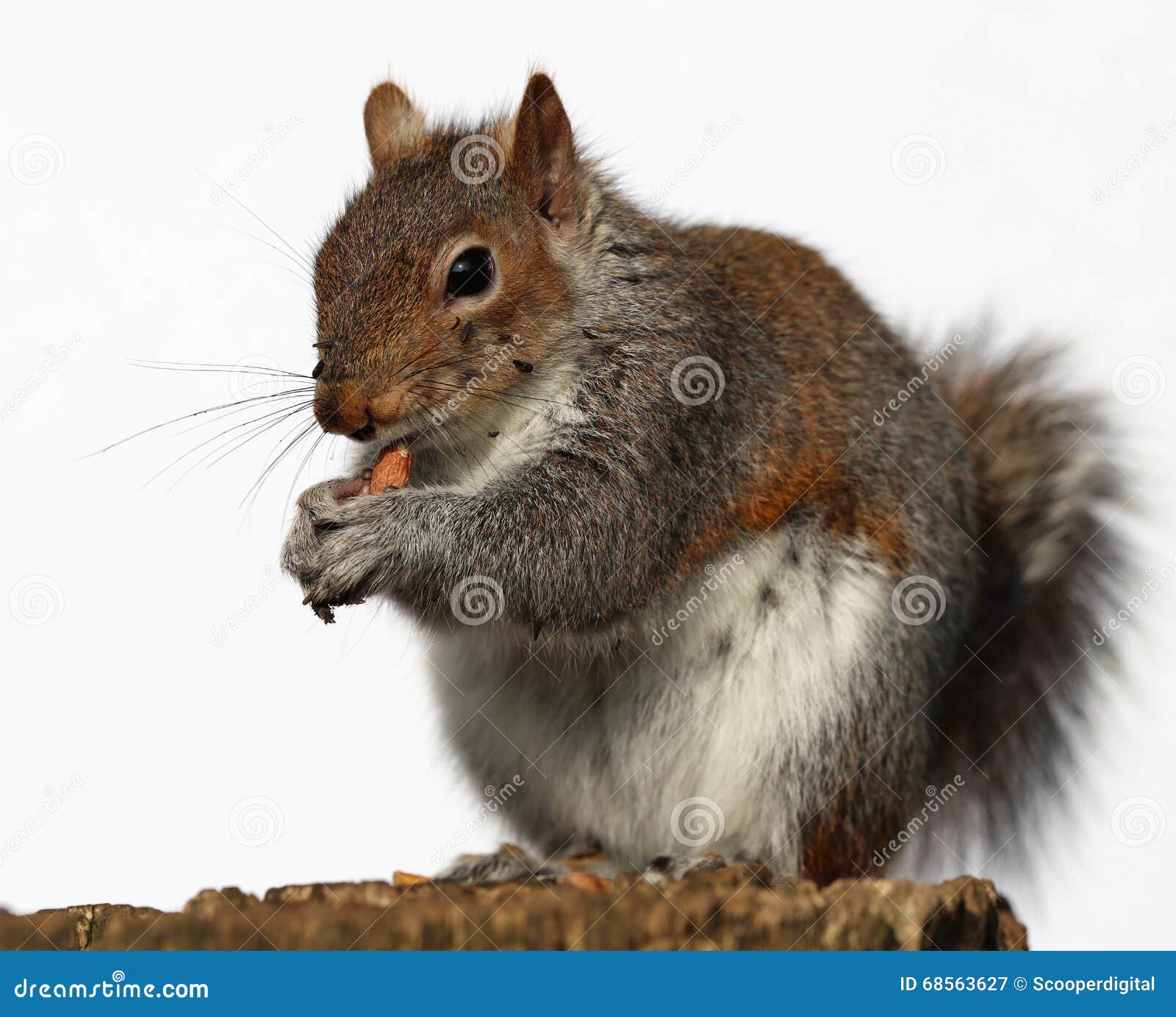 Grey Squirrel Eating Peanuts Stock Image - Image of tree, rodent: 68563627