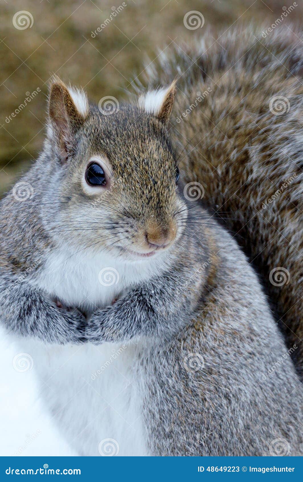GREY SQUIRREL stock image. Image of little, standing - 48649223