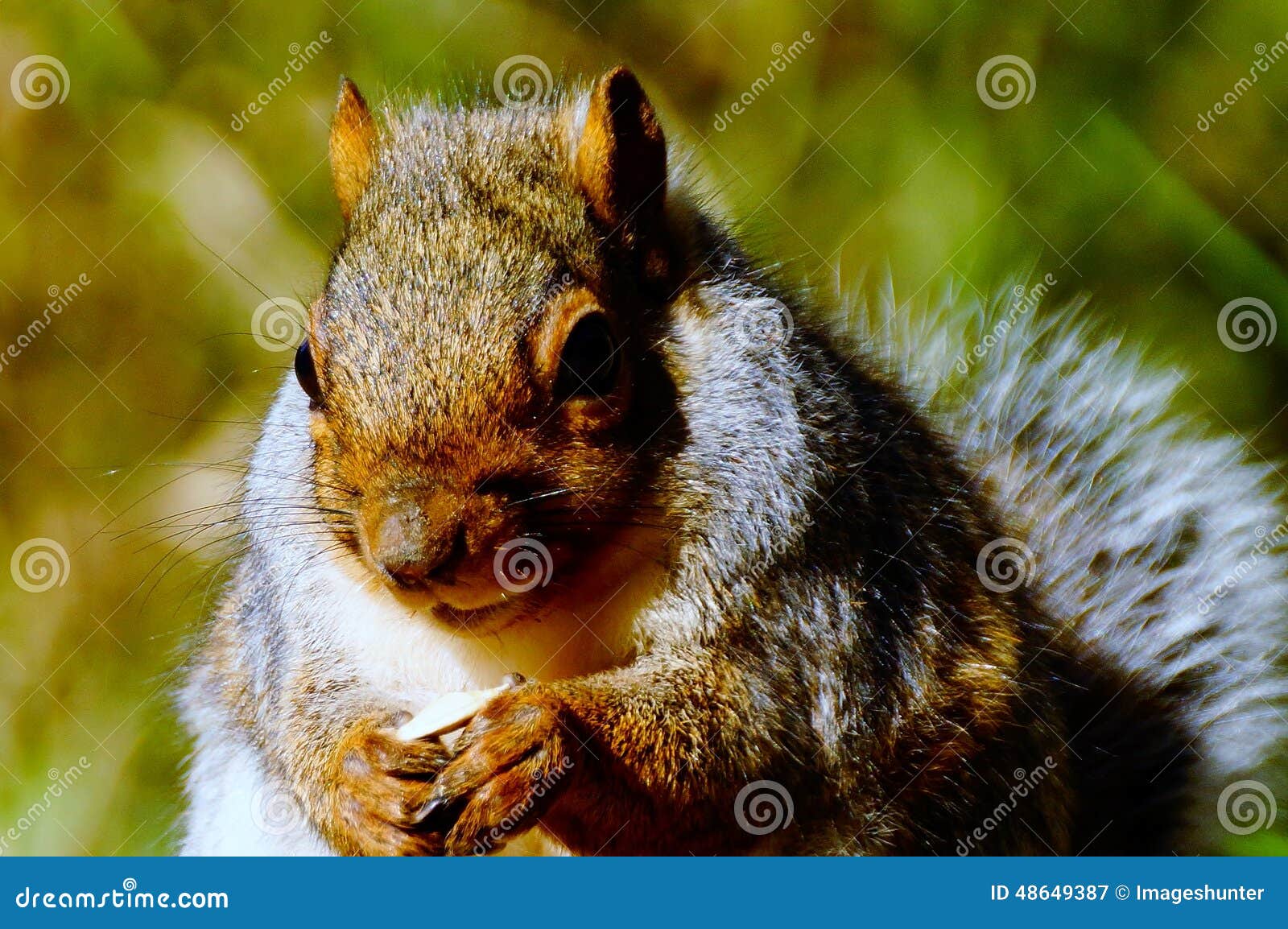 GREY SQUIRREL stock image. Image of waiting, little, close - 48649387