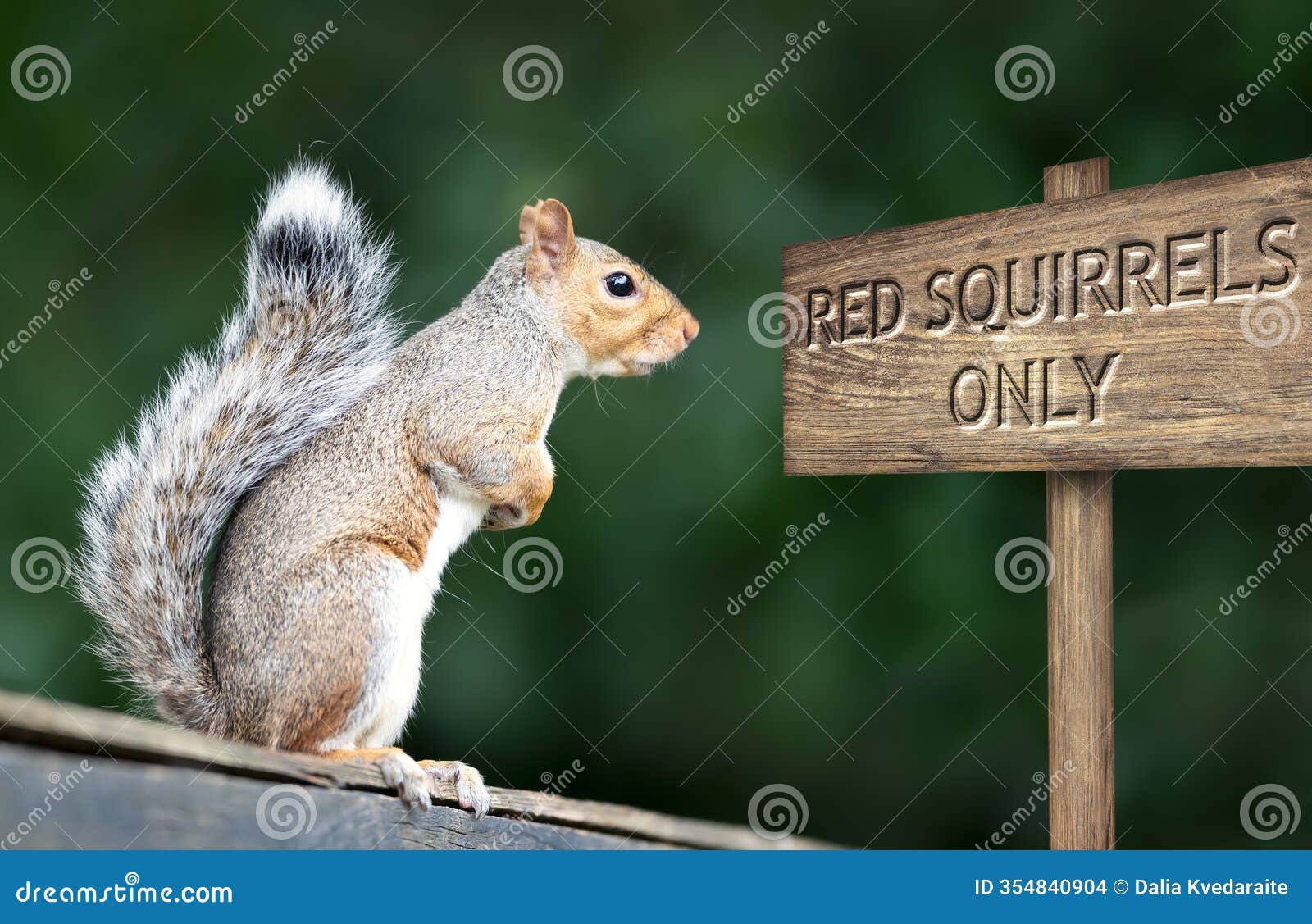 Grey Squirrel Facing Red Squirrels only Sign Stock Photo - Image of ...