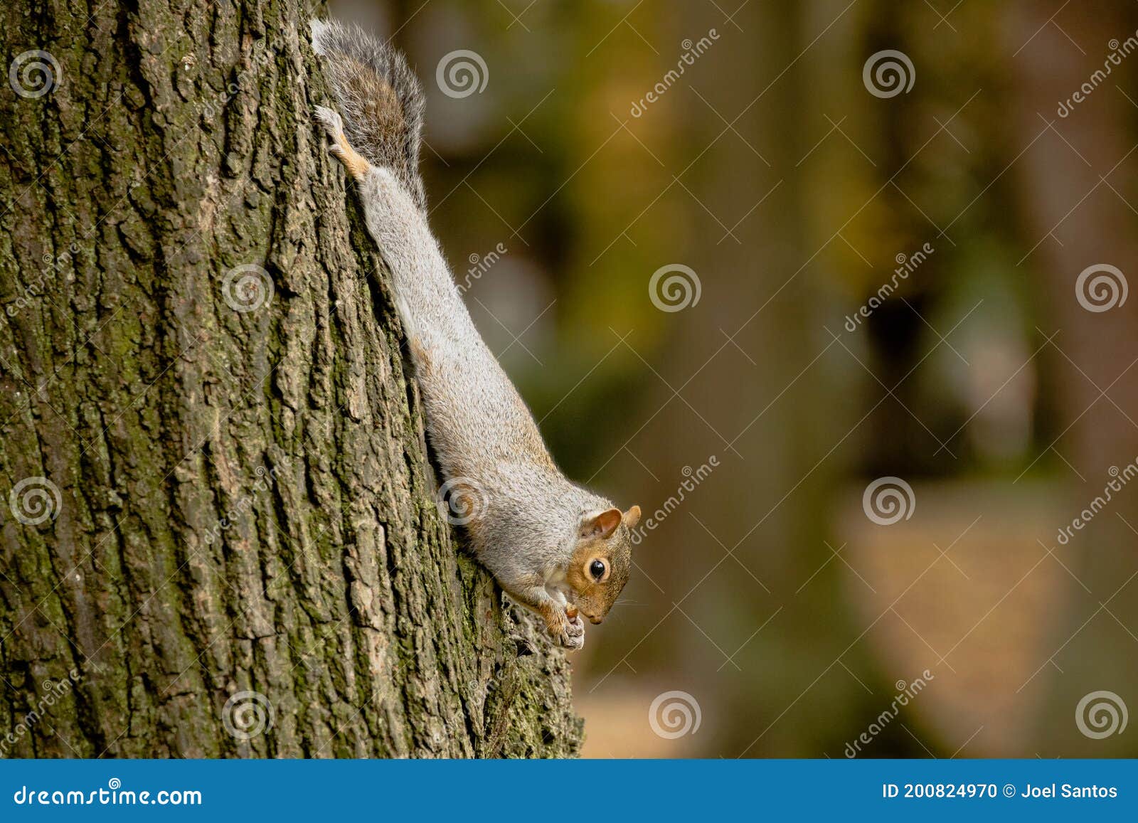 Grey Squirrel Hanging on the Tree in the Park Stock Photo - Image of ...