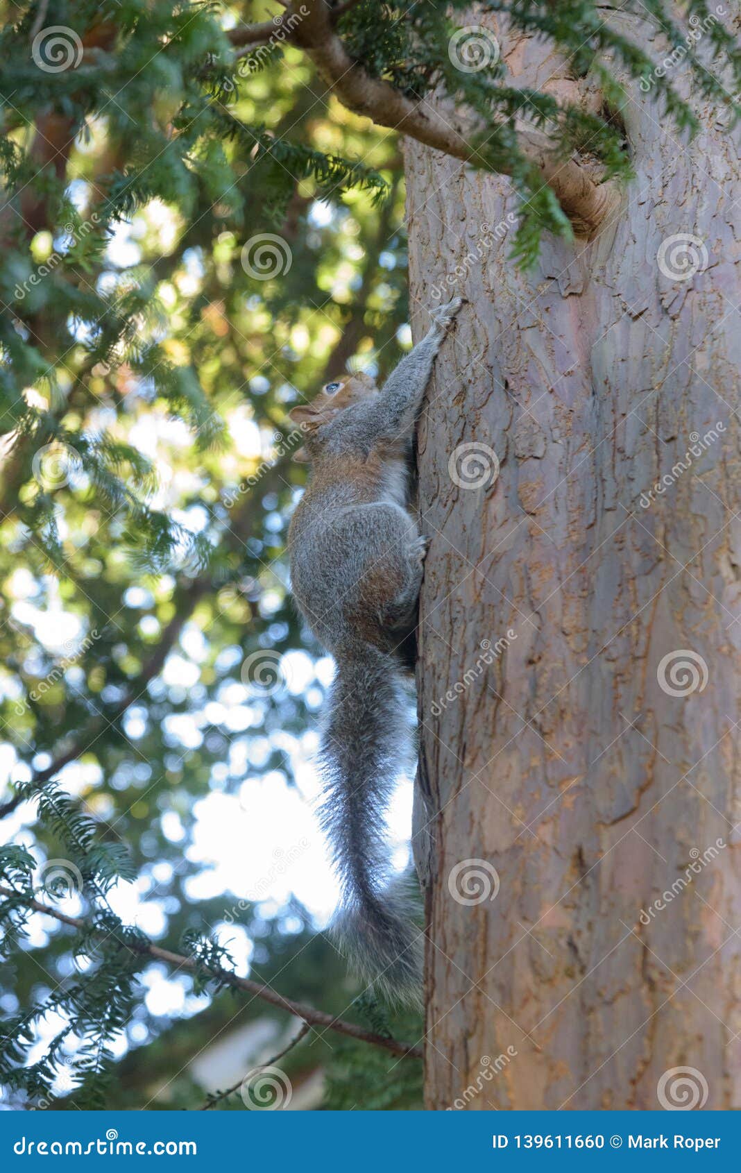 Grey Squirrel Hanging on Tree Stock Photo - Image of nature, holding ...