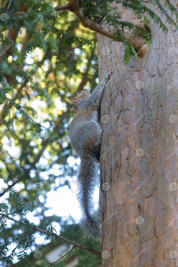 Grey Squirrel Hanging on Tree Stock Photo - Image of nature, holding ...