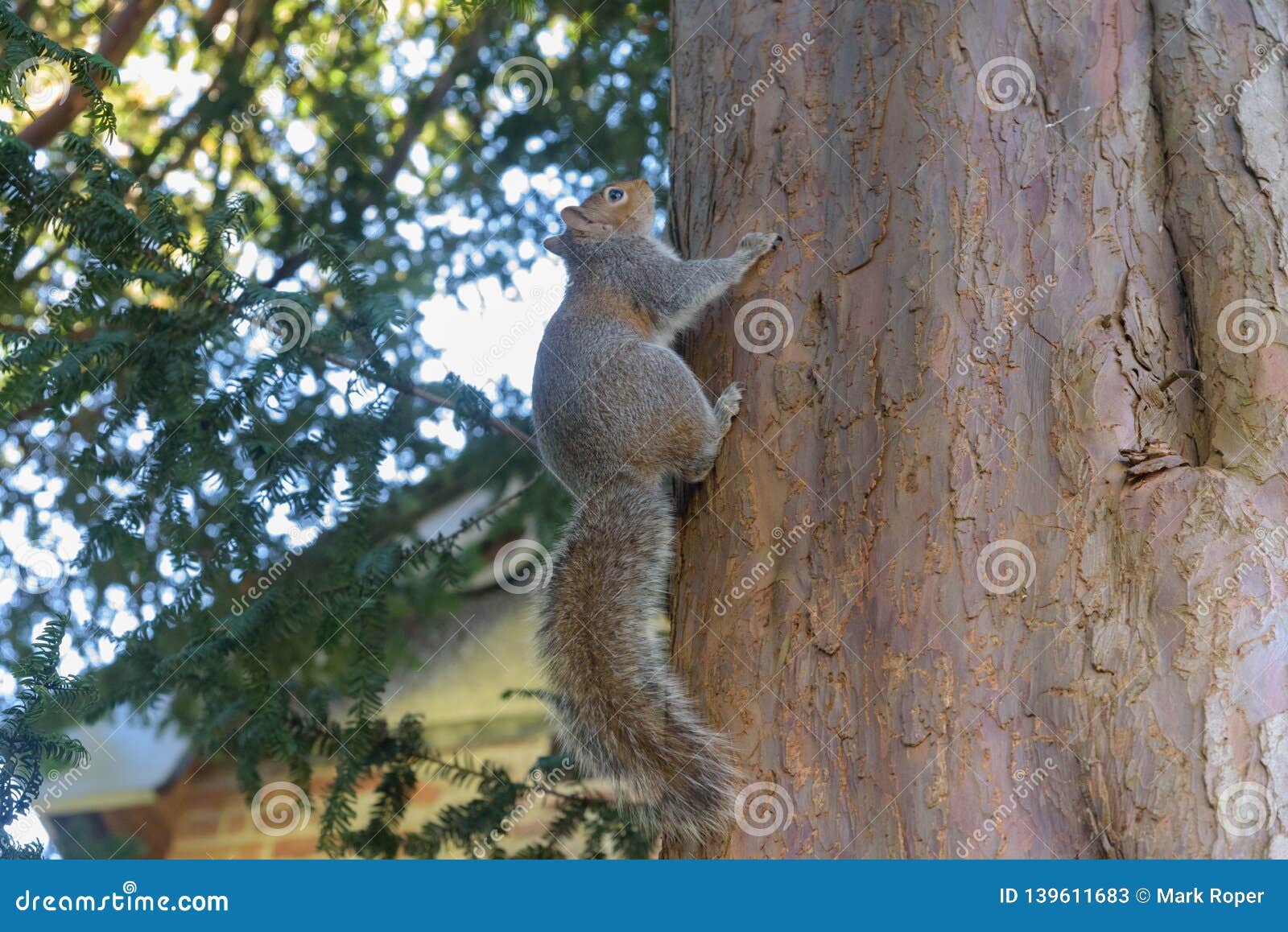 Grey Squirrel Hanging on Tree Stock Image - Image of climbing, tree ...