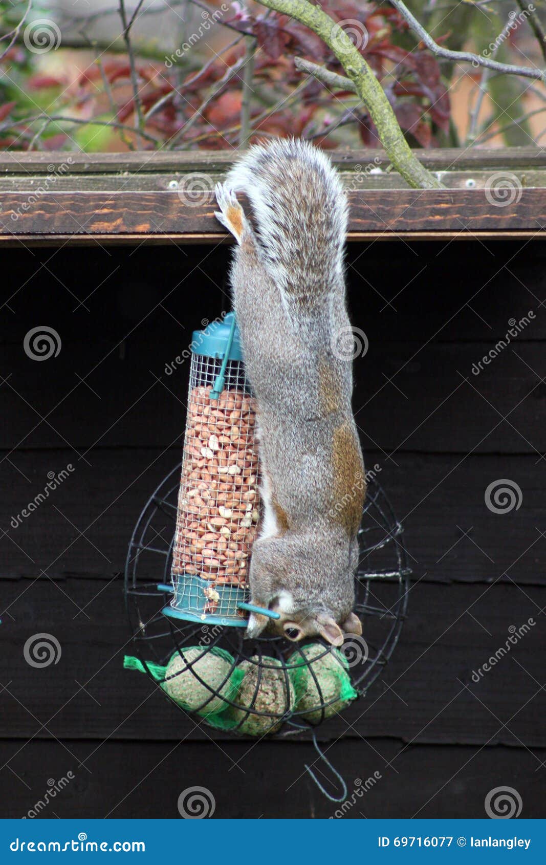 Grey Squirrel Hanging Upside Down Eating Nuts from a Nut Bag Stock ...