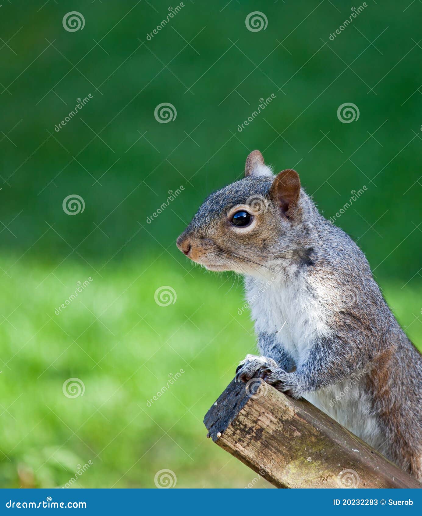 Grey Squirrel head shot stock image. Image of garden - 20232283