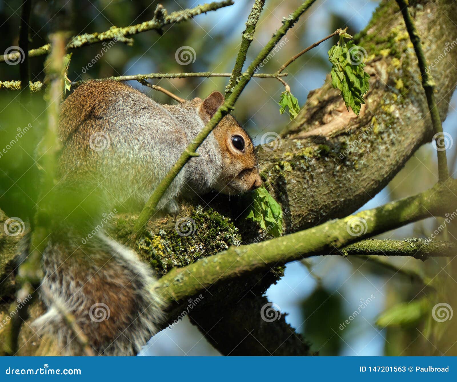 Grey Squirrel Hiding in Tree. Stock Image - Image of detail, safe ...
