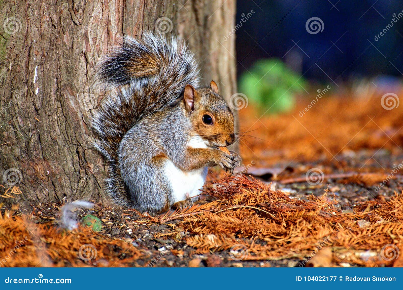 Grey Squirrel in Hyde Park - London Stock Image - Image of closeup ...