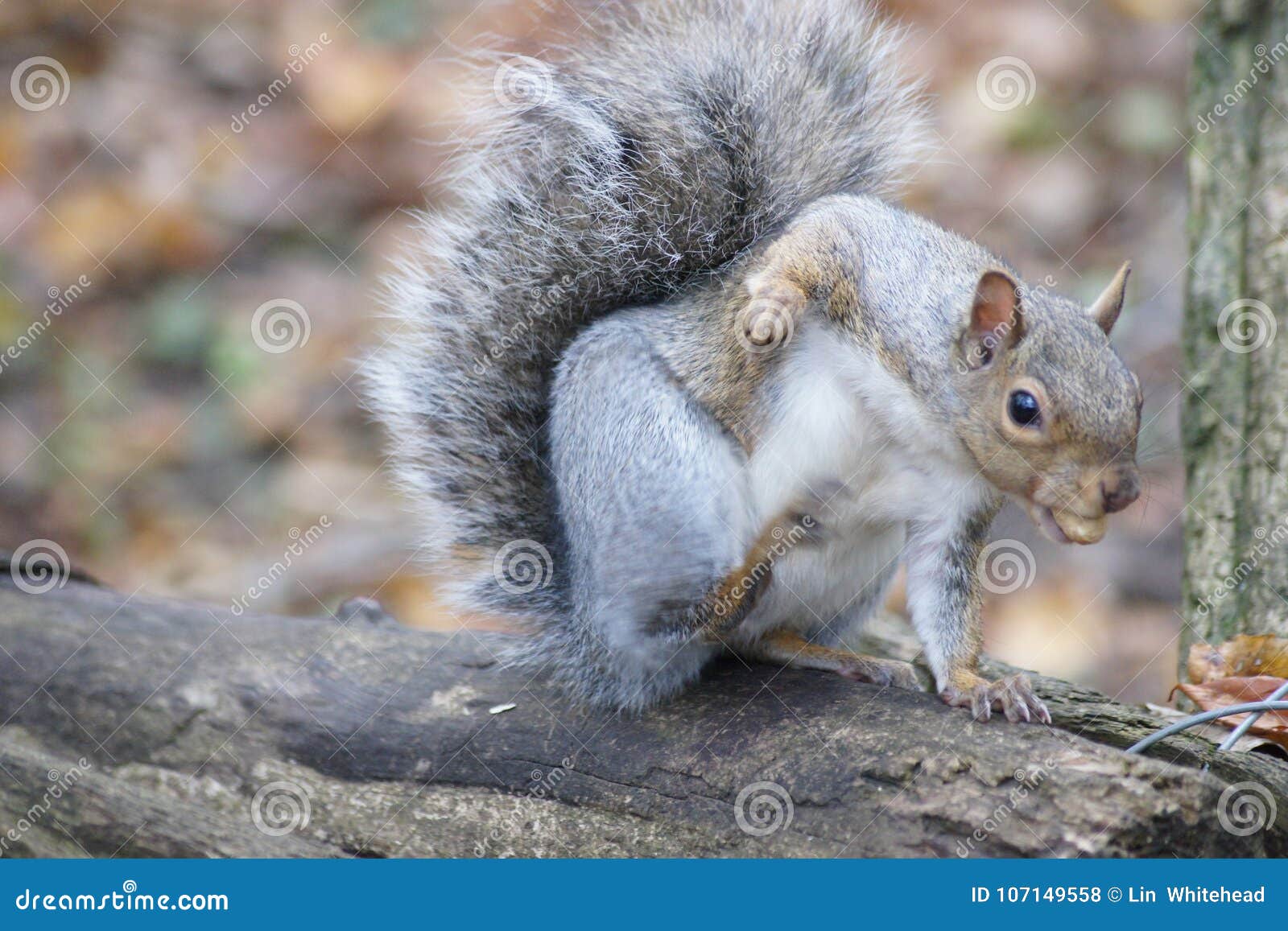 Grey Squirrel with an Itch. Stock Photo - Image of outside, animal ...