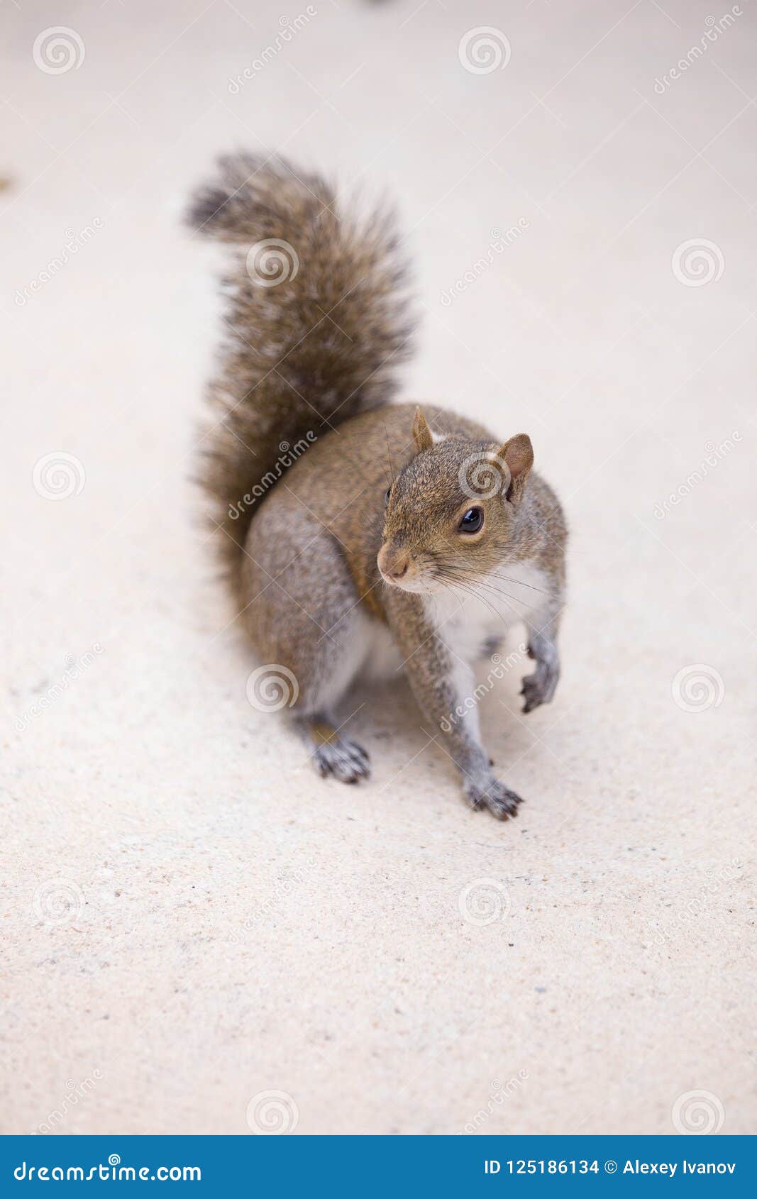 Grey Squirrel on a Light Grey Background Stock Photo - Image of ...