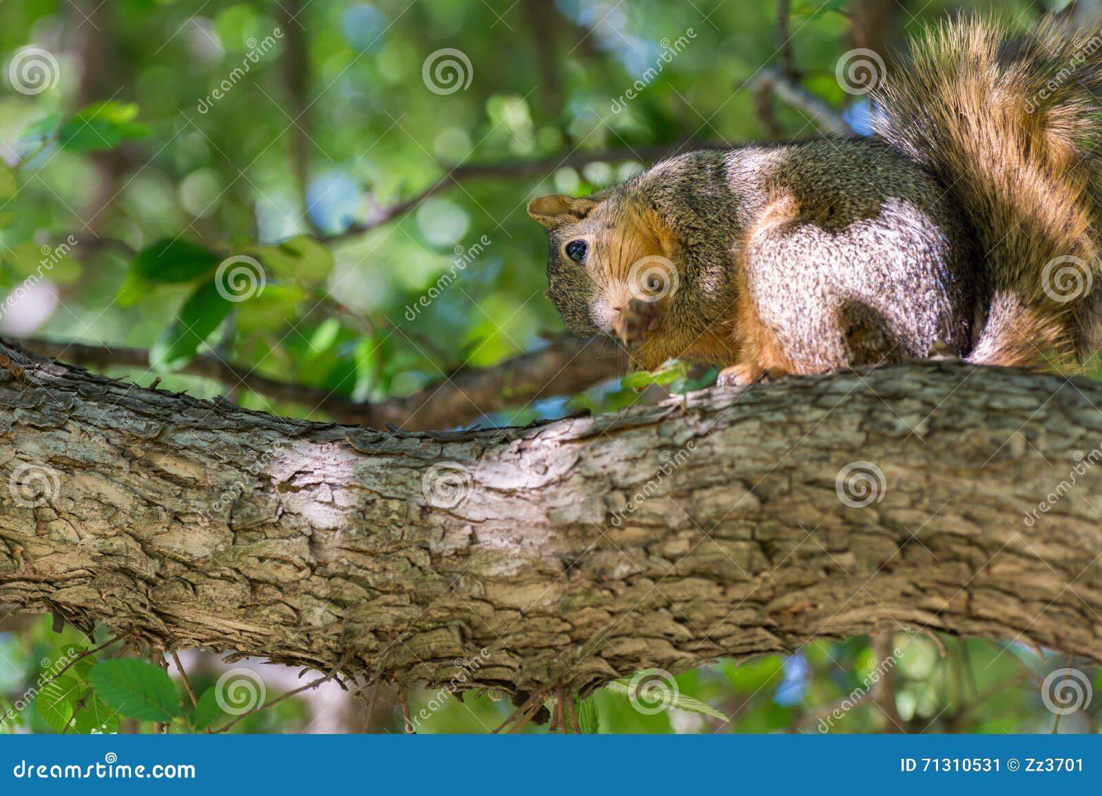 Grey Squirrel Lipping Its Feet on Tree Stock Image - Image of curious ...