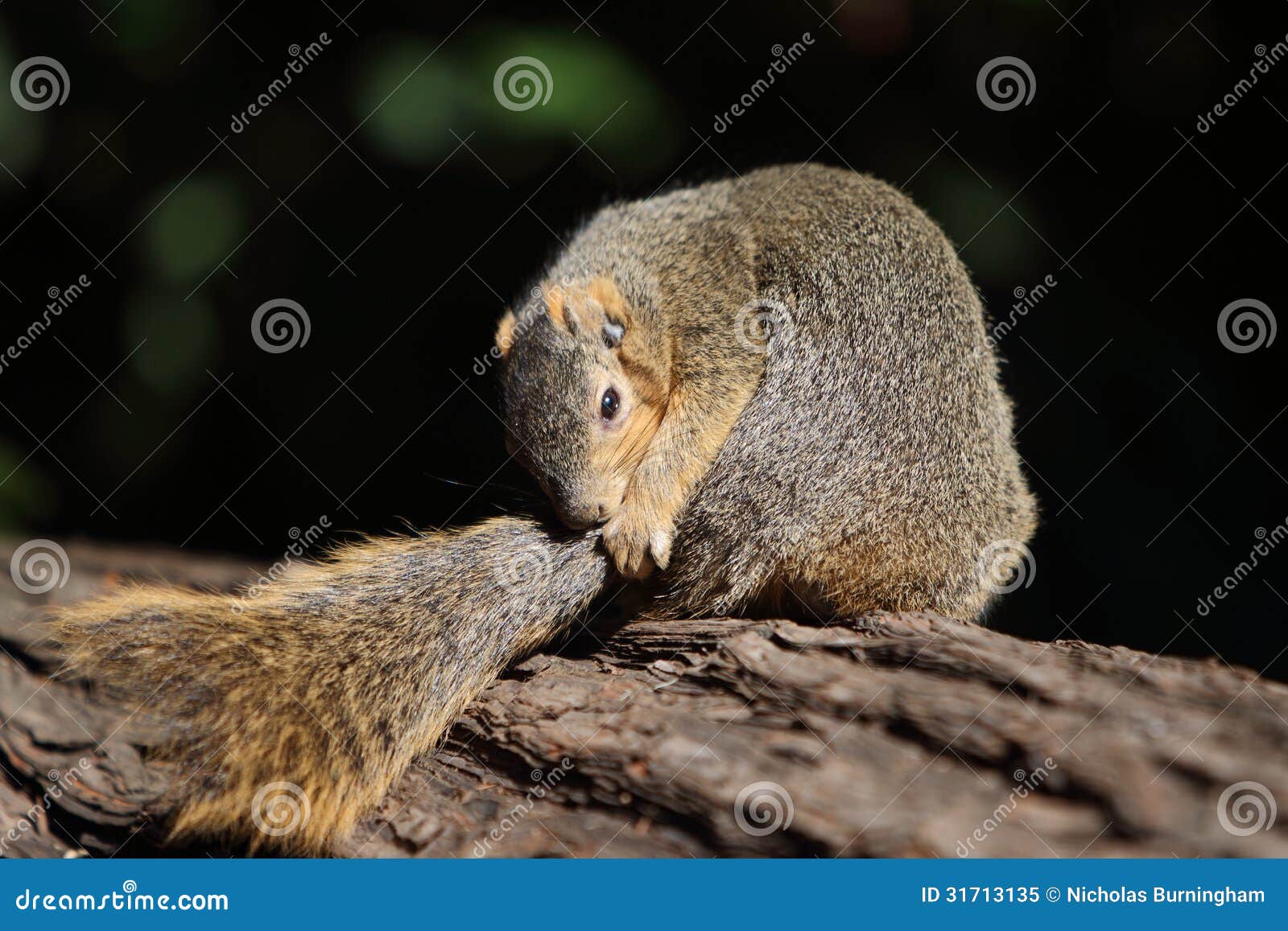 Grey squirrel on a log stock image. Image of brown, animal - 31713135