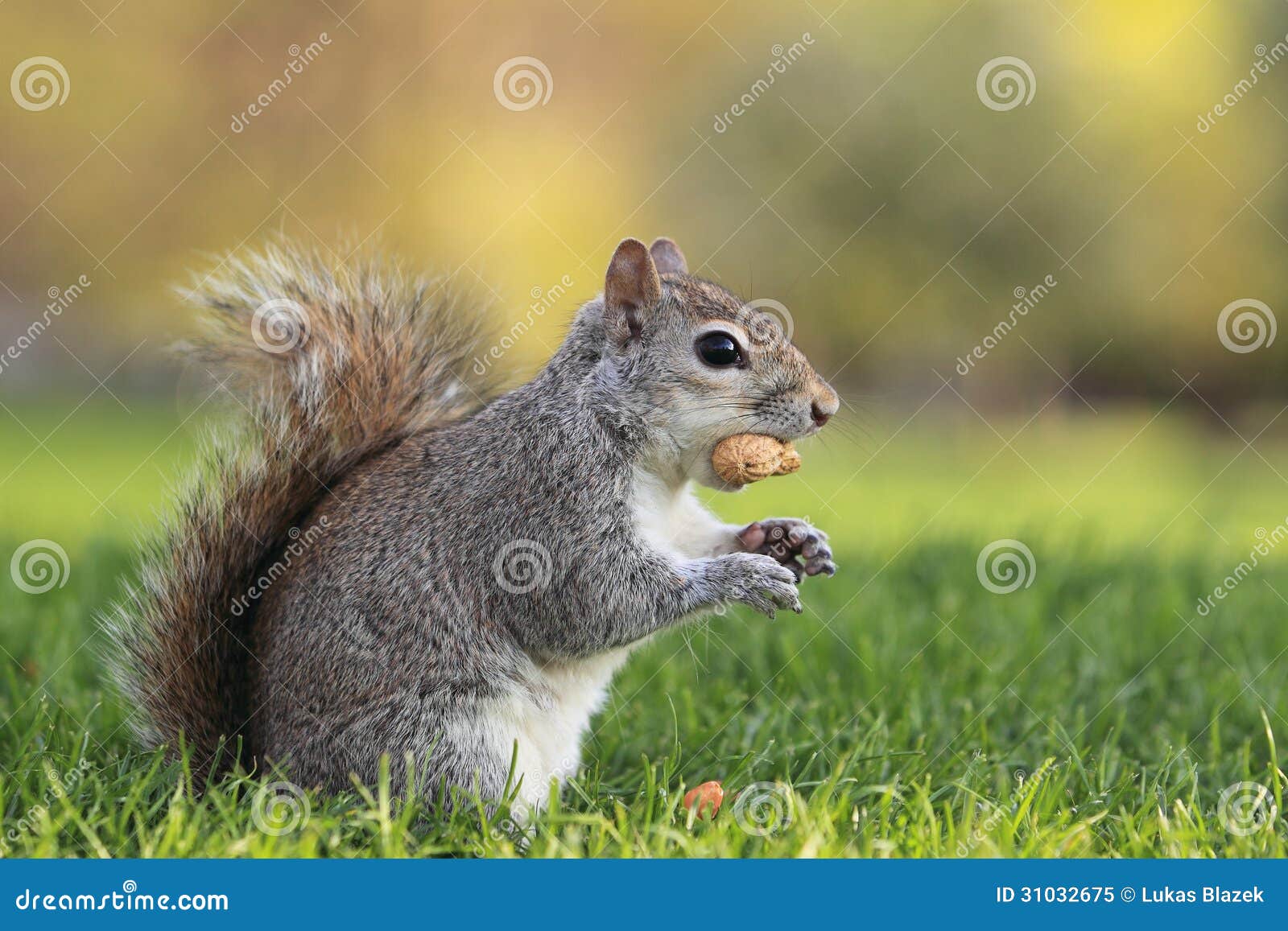 Grey squirrel stock image. Image of eastern, saint, james - 31032675