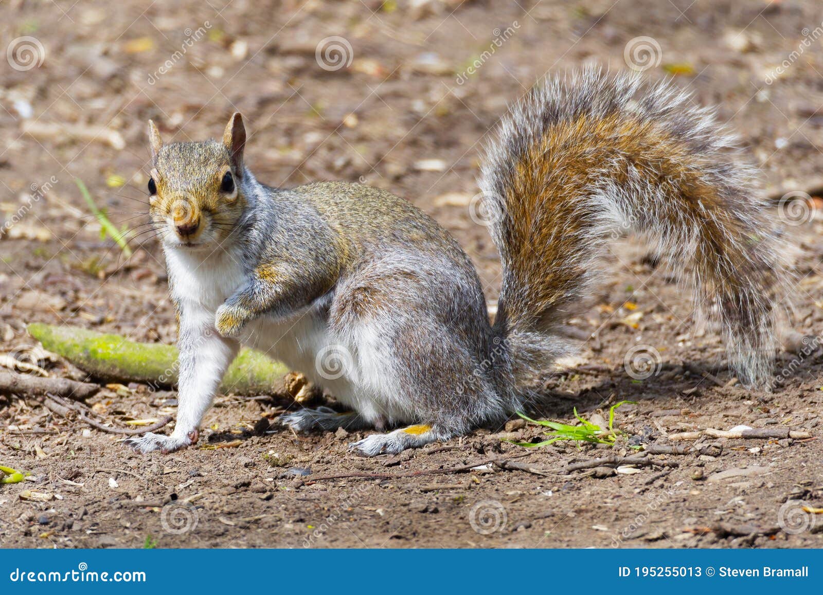 Grey Squirrel with One Leg Raised Looking at the Camera Stock Image ...