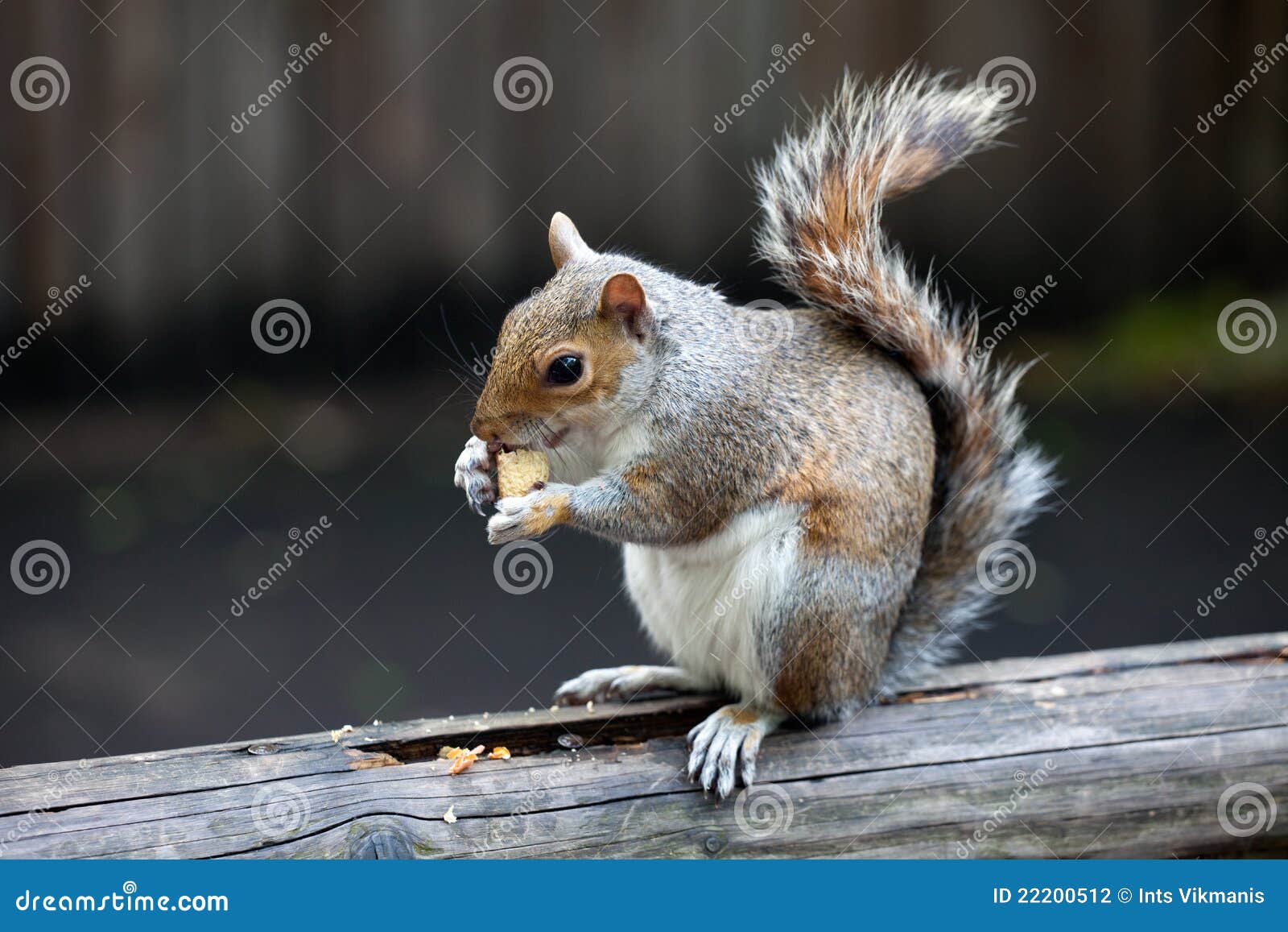 Fat Squirrel In London Park Near Buckingam Palace Stock Photo ...