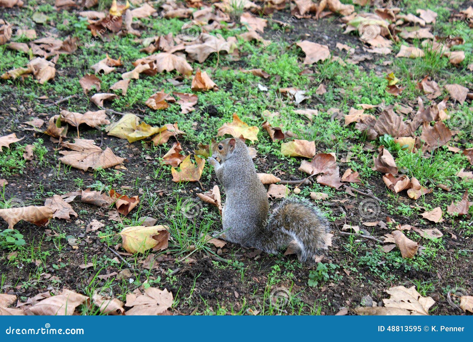A Grey Squirrel in One of London Parks Stock Image - Image of animal ...