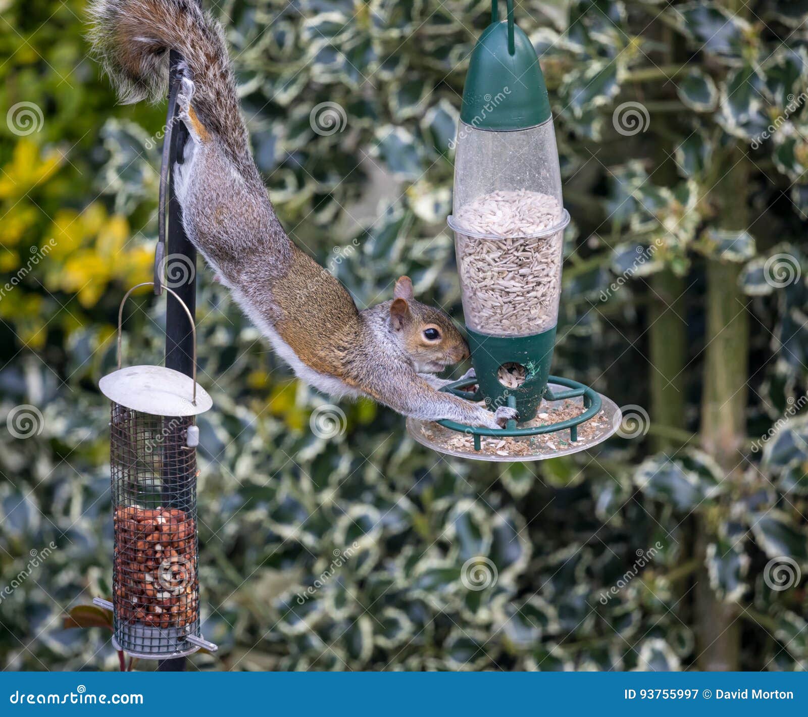 Grey squirrel stock image. Image of feeder, opportunistically - 93755997