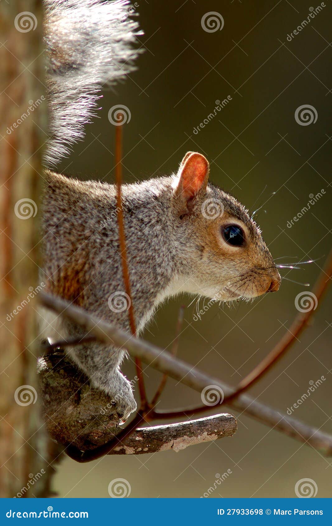 Grey Squirrel Portrait stock photo. Image of furry, face - 27933698
