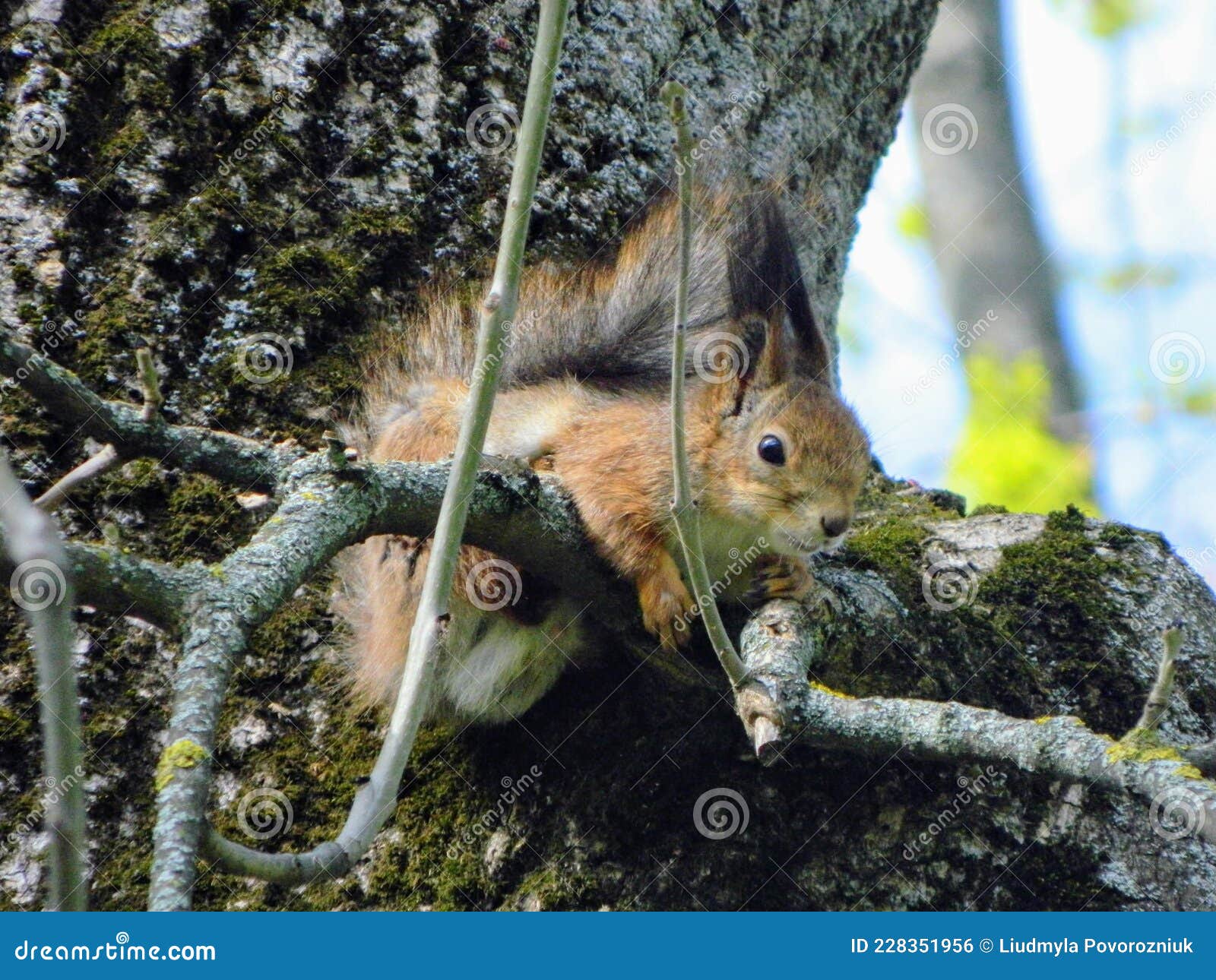 Grey Squirrel Resting in a Tree in Sunlight Stock Photo - Image of ...