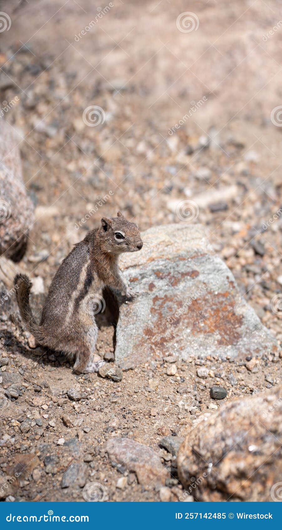 Grey Squirrel on a Rock in the Cliff Stock Image - Image of tail, rock ...