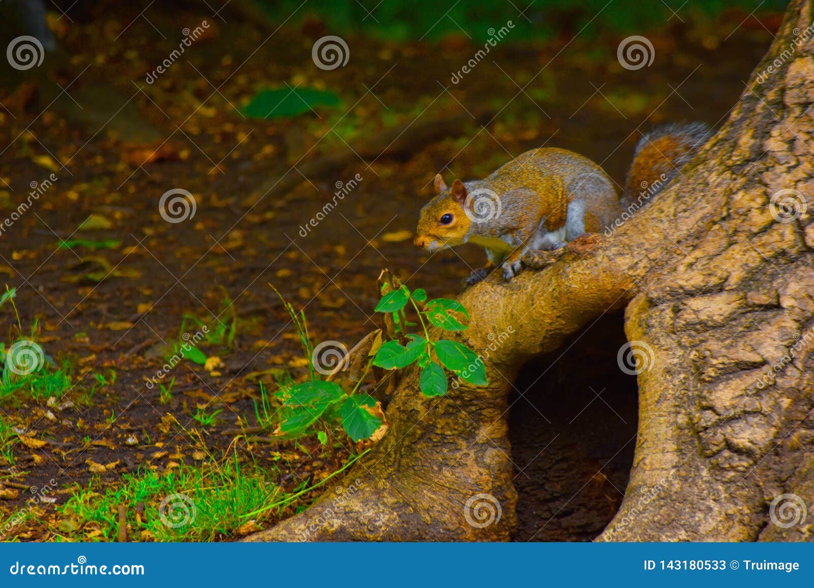 Grey Squirrel Rooted at the Foot of a Tree Stock Image - Image of ...