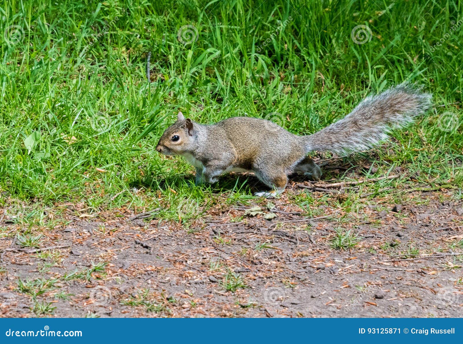 Grey squirrel running stock image. Image of wildlife - 93125871