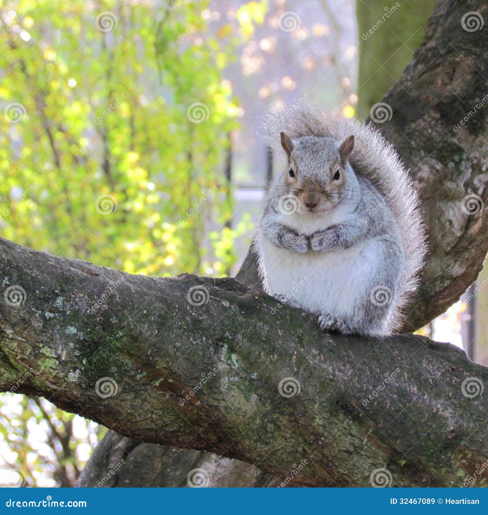 Grey squirrel stock image. Image of natural, green, grey - 32467089
