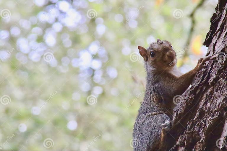 Grey Squirrel (Sciurus Carolinensis) in Tree Stock Photo - Image of ...