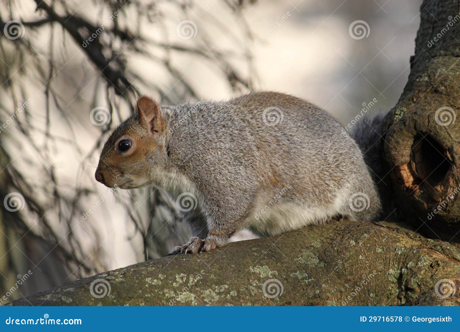 Grey Squirrel Sciurus Carolinensis on Tree Branch Stock Photo - Image ...