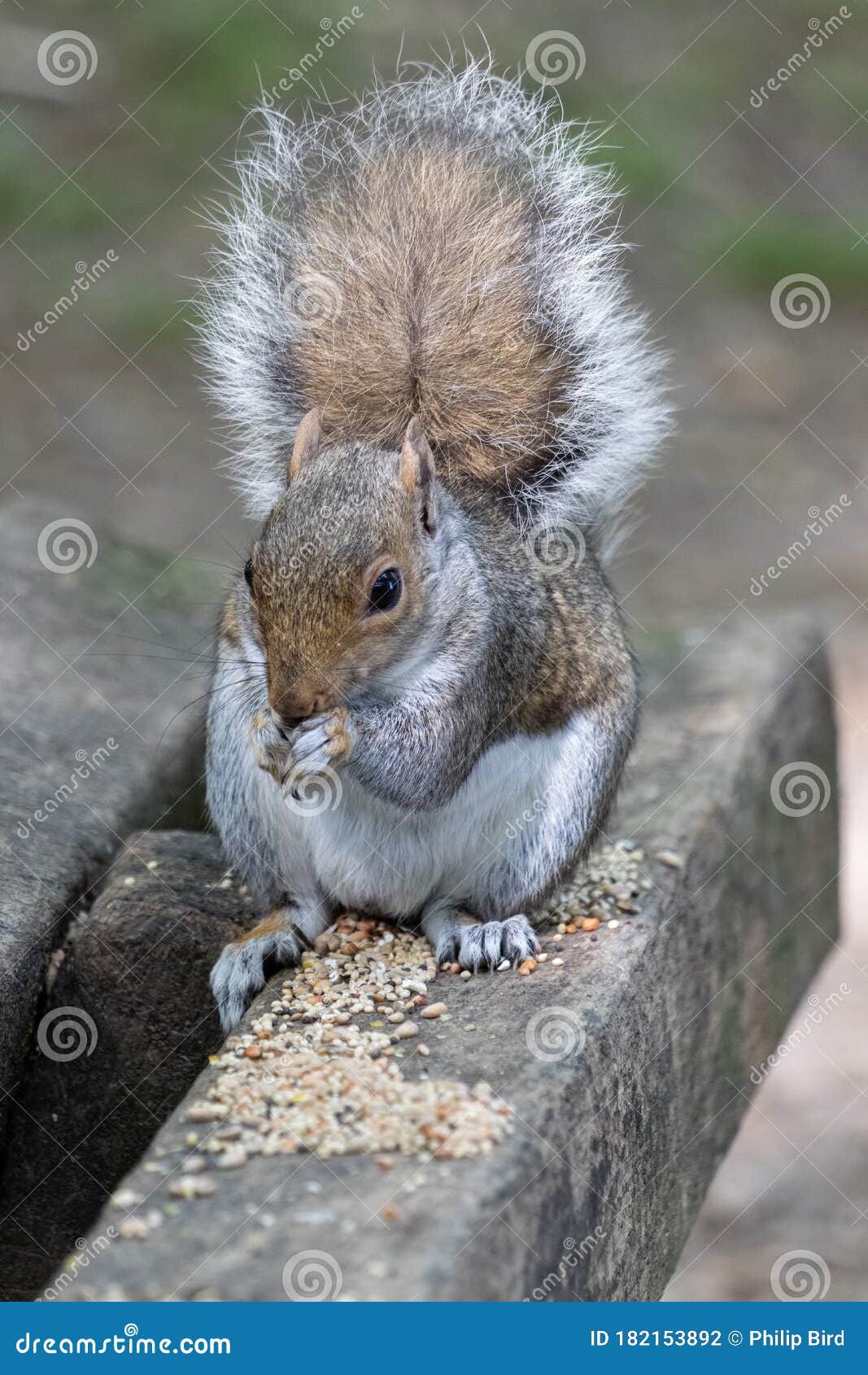 Grey Squirrel Eating Seed on a Wooden Bench Stock Photo - Image of grey ...