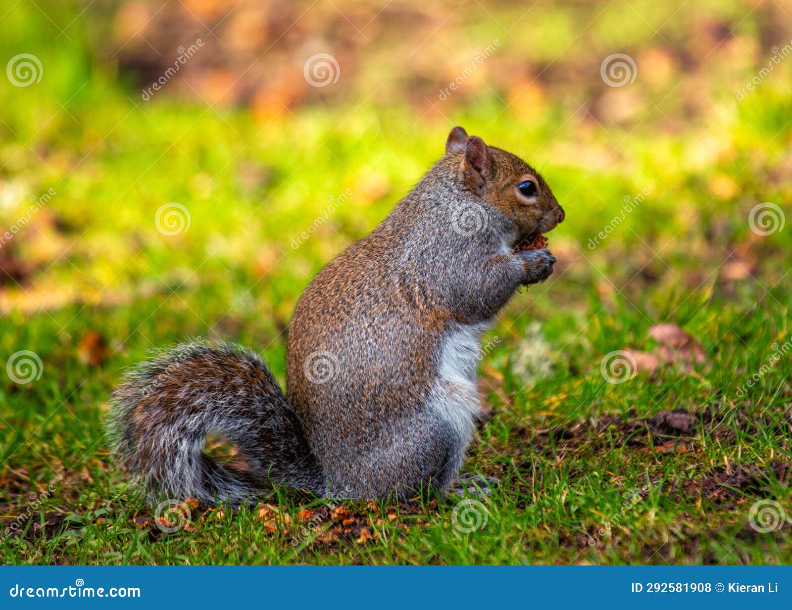 Grey Squirrel (Sciurus Carolinensis) in National Botanic Gardens ...